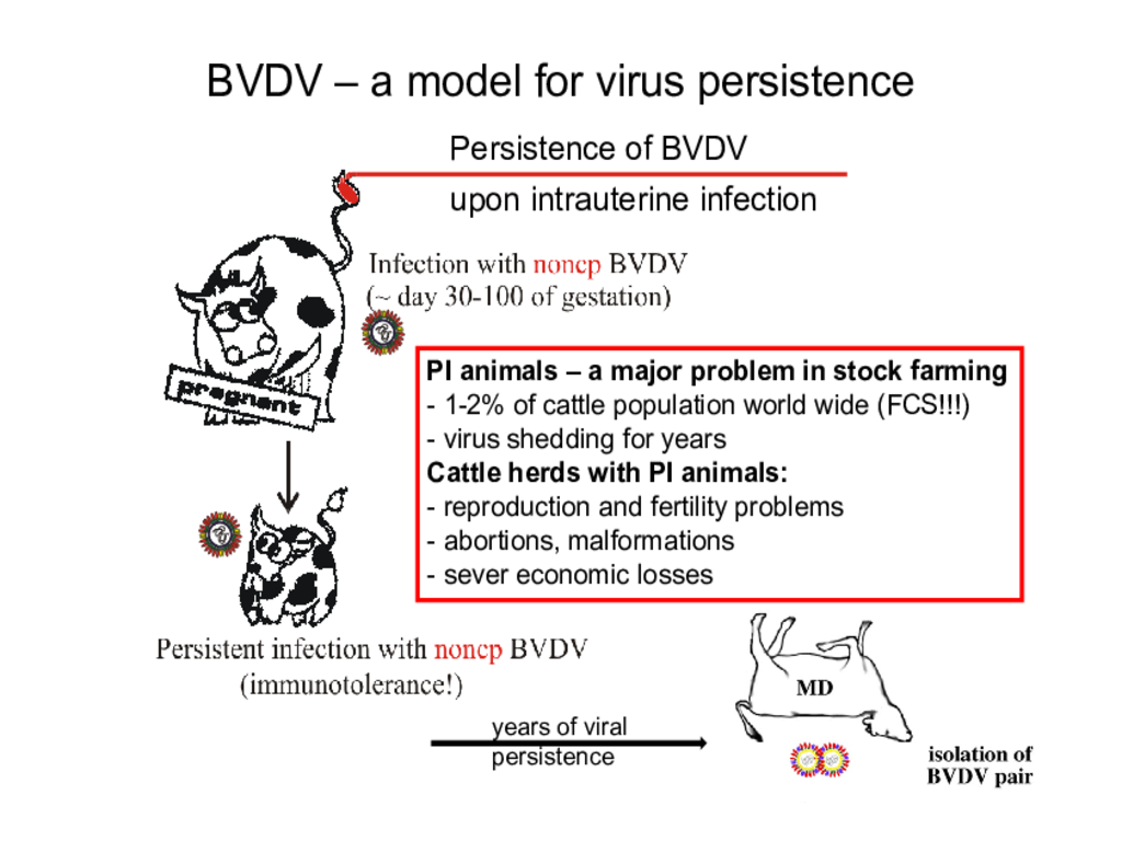 Research Pestivirus: Institute of Virology and Cell Biology